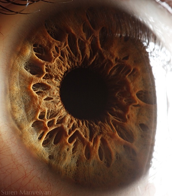 Disturbingly Beautiful Macro Photos of Eyes by Suren Manvelyan - Infokus